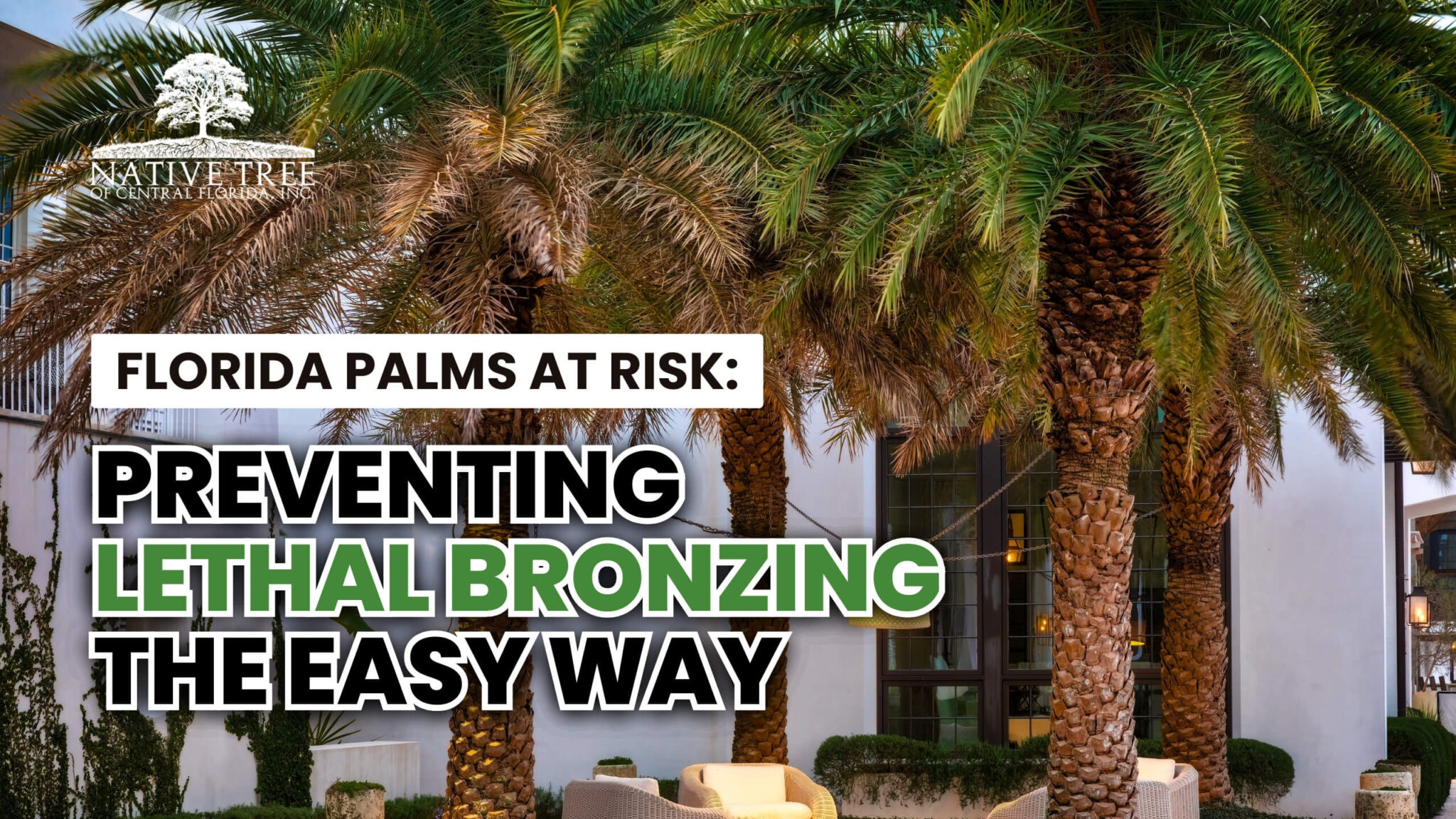 Florida Palms at Risk: Preventing Lethal Bronzing the Easy Way