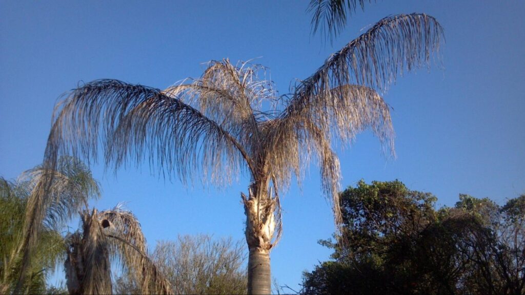 Save Your Palm Tree: Florida Freeze Damage and Protection Tips