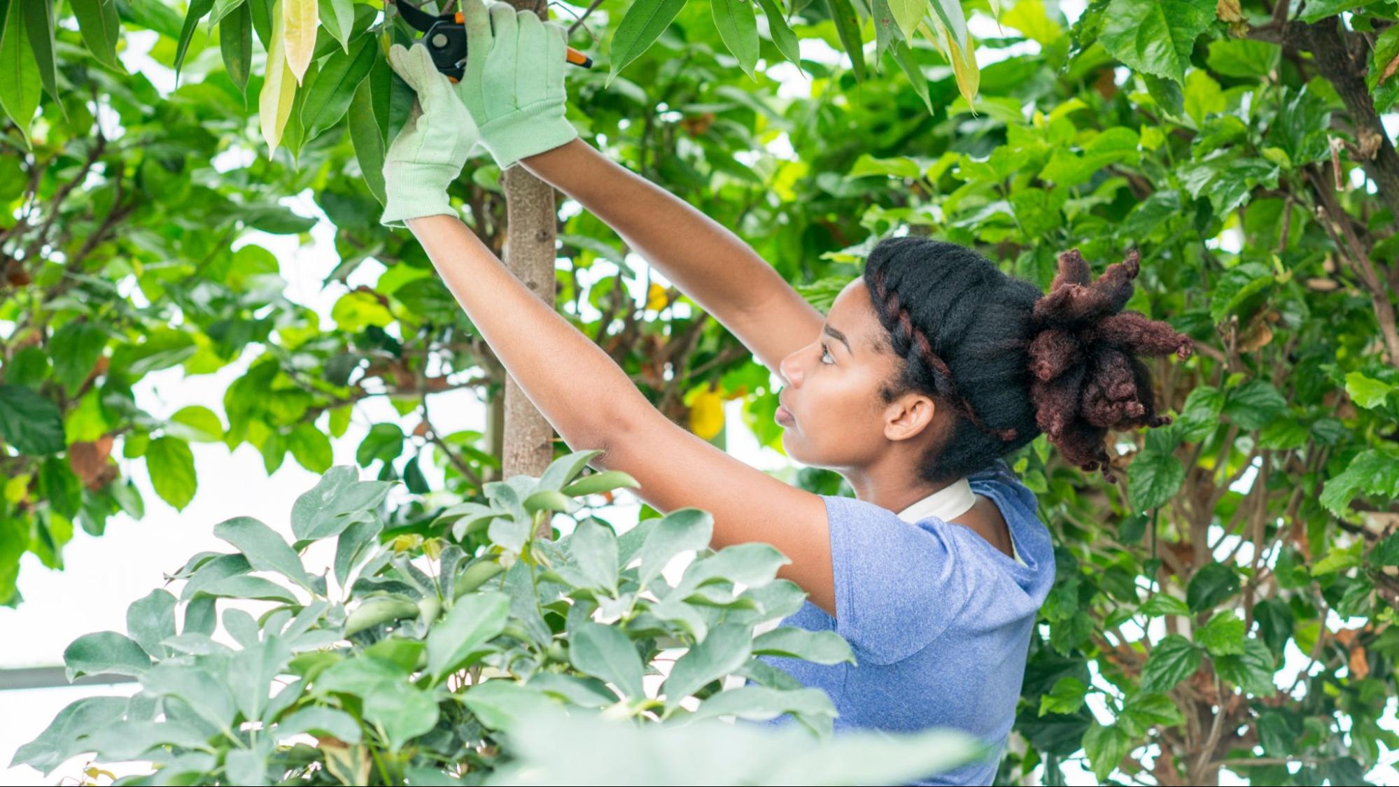 Tree Health Inspection: Spot Problems Early
