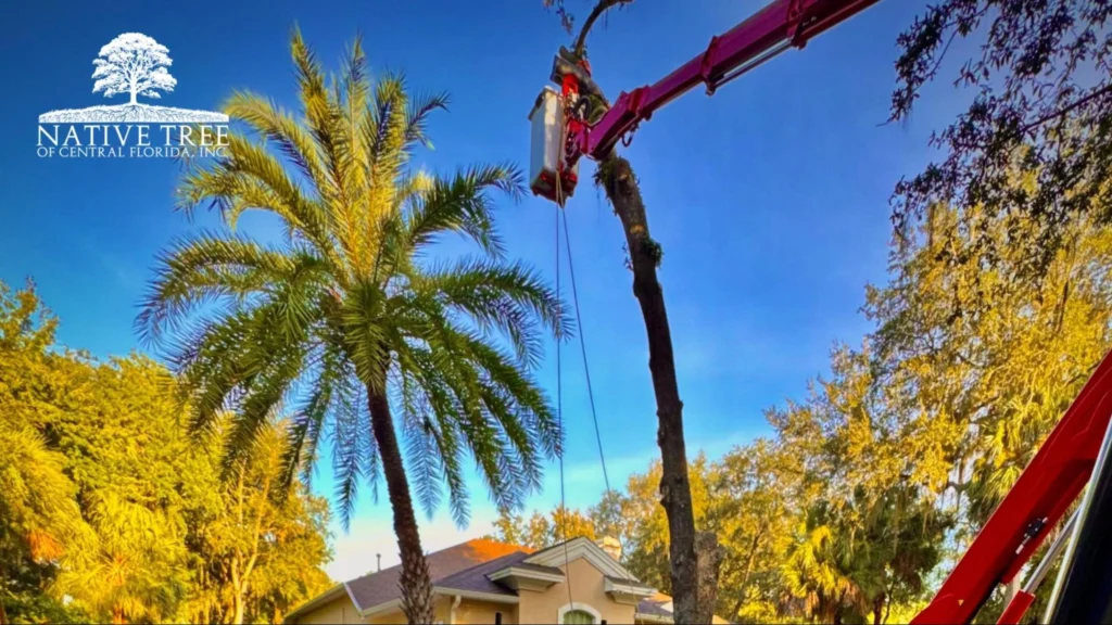 Palms Guide: Types, Traits, and Uses